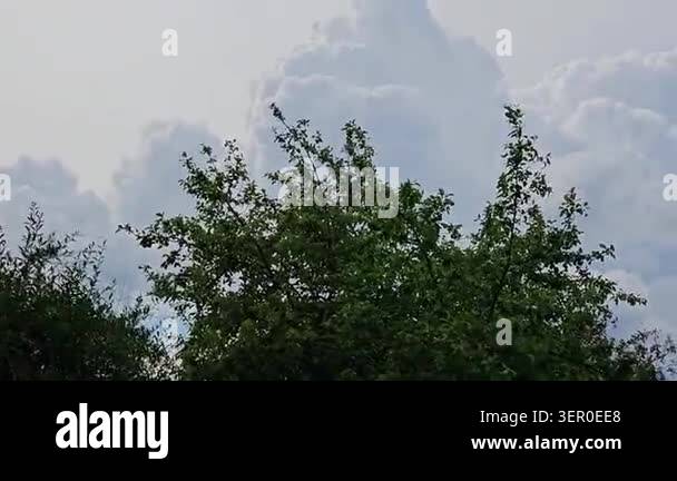 A lush treetop reaches toward an extraordinary sky filled with soft ...