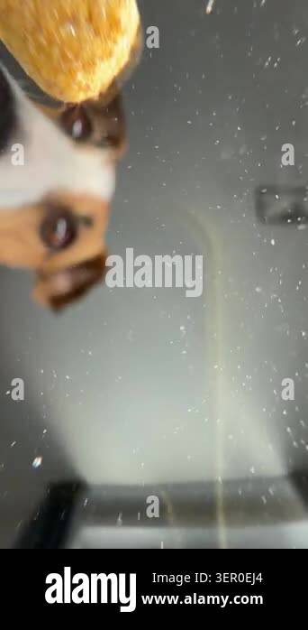 The owner pours dry food into the water for a Jack Russell Terrier, and ...