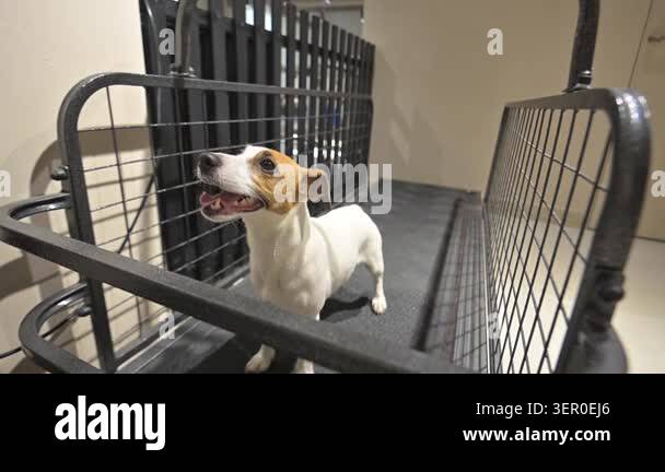 A Jack Russell Terrier runs on a treadmill Stock Video Footage - Alamy