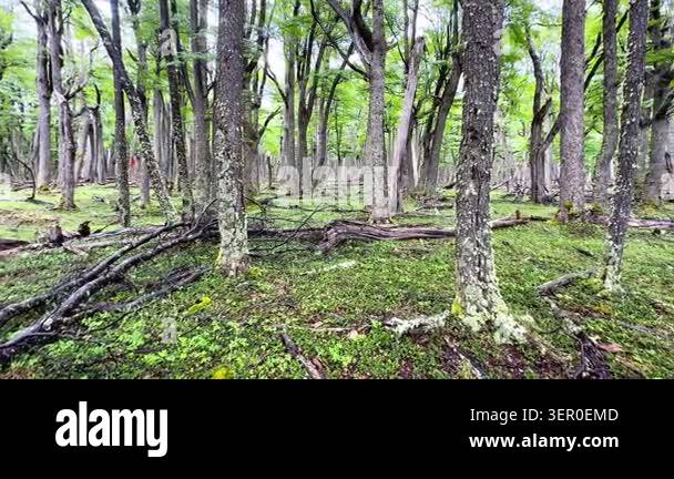 Beautiful forest near Lago del Desierto in Argentinian Patagonia Stock ...