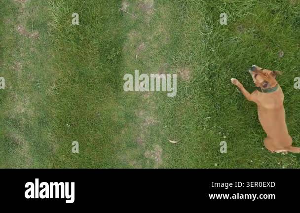 Overhead drone footage of a curious brown dog looking up while standing ...