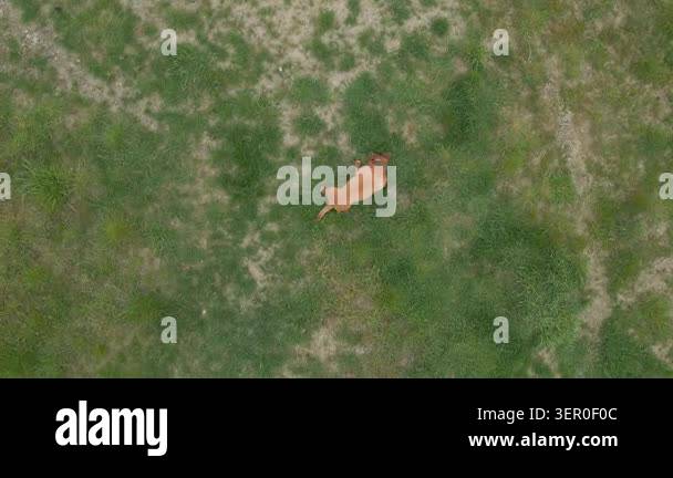 Aerial top down view of a brown cow grazing in a green pasture. Drone ...