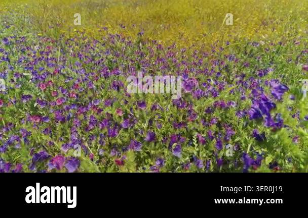 High resolution cinematic POV shot of a person walking through a meadow ...