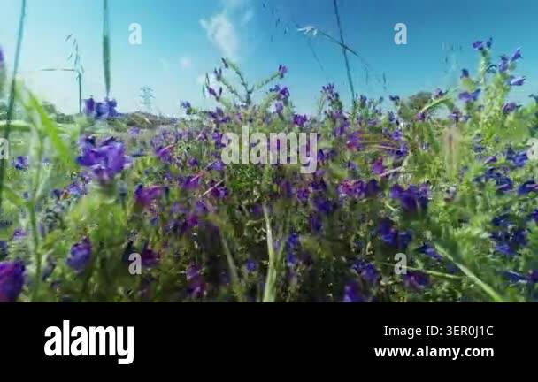 High resolution cinematic POV shot of a person walking through a meadow ...