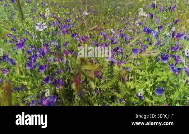 High resolution cinematic POV shot of a person walking through a meadow ...