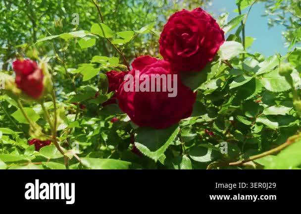 High resolution cinematic shot looking up at red roses blooming in a ...