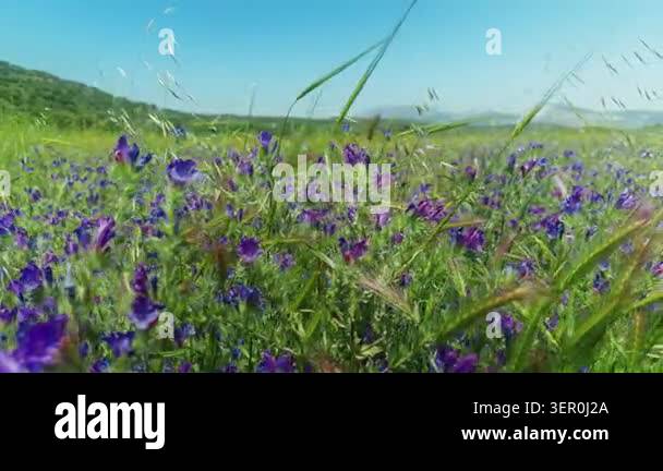 High resolution cinematic POV shot of a person walking through a meadow ...