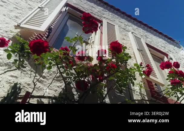 High resolution cinematic shot of vibrant red roses decorating a ...