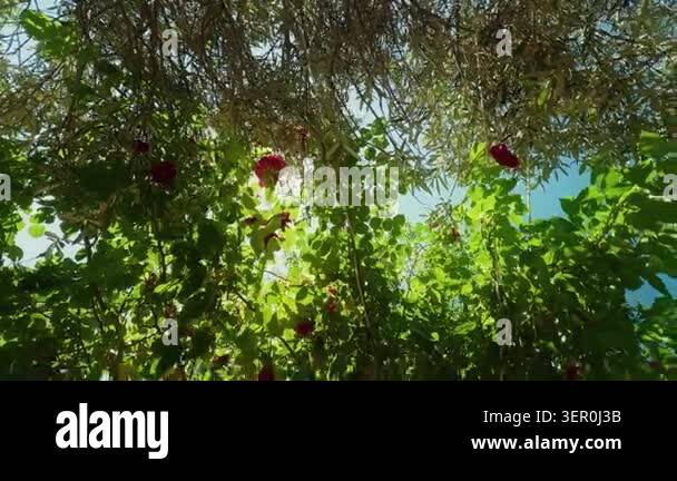 High resolution cinematic shot looking up at red roses blooming in a ...