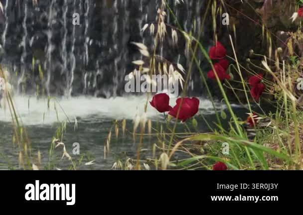 Beautiful nature shot of vibrant red tulips and wild poppies blooming ...