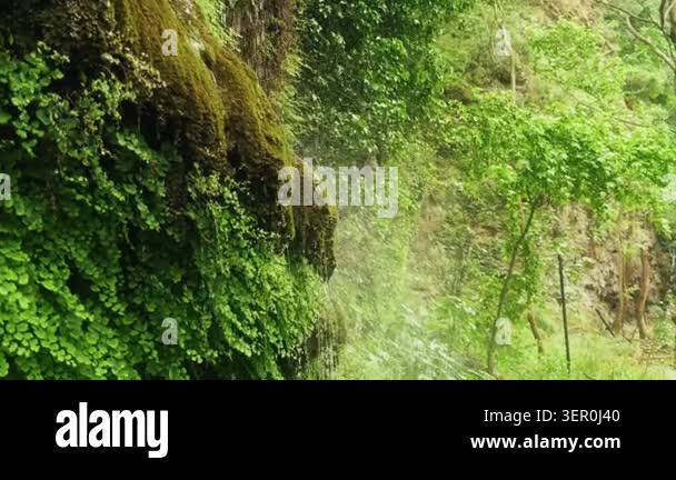 Macro shot of fresh water droplets dripping from a wet mossy rock wall ...