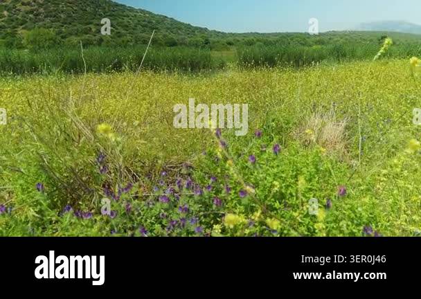 High resolution cinematic shot of yellow wildflowers blooming near a ...