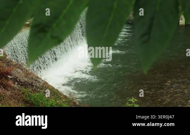Scenic nature shot of fresh water droplets dripping from a wet mossy ...