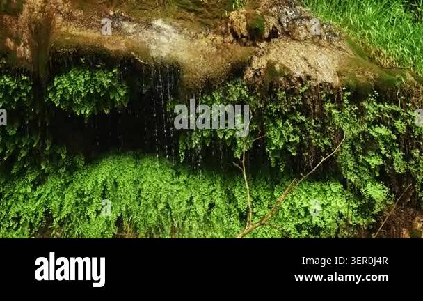Macro shot of fresh water droplets dripping from a wet mossy rock wall ...
