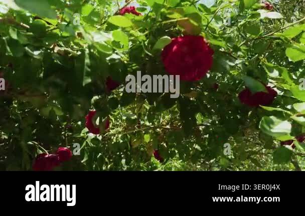 High resolution cinematic shot looking up at red roses blooming in a ...