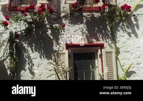 High resolution cinematic shot of vibrant red roses decorating a ...