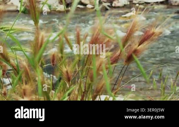 Beautiful nature shot of wild grass ears and spikelets swaying gently ...