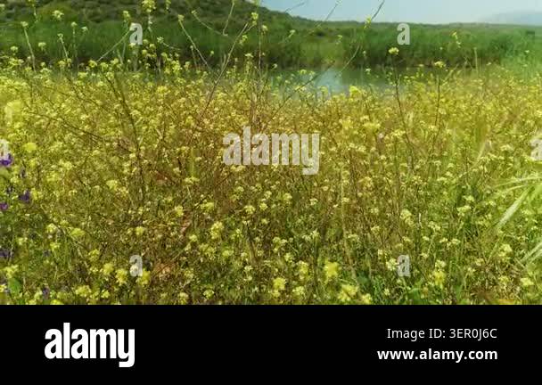 High resolution cinematic shot of yellow wildflowers blooming near a ...