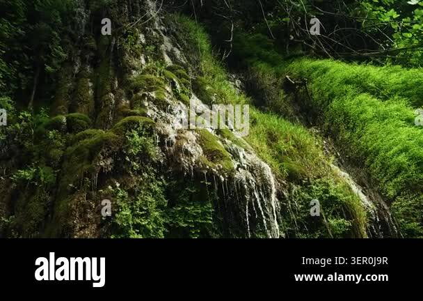 Macro shot of fresh water droplets dripping from a wet mossy rock wall ...