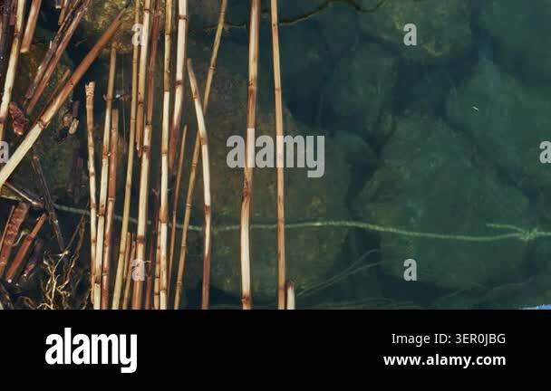 Top down view of dry bamboo reeds and cane sticks floating on clear ...