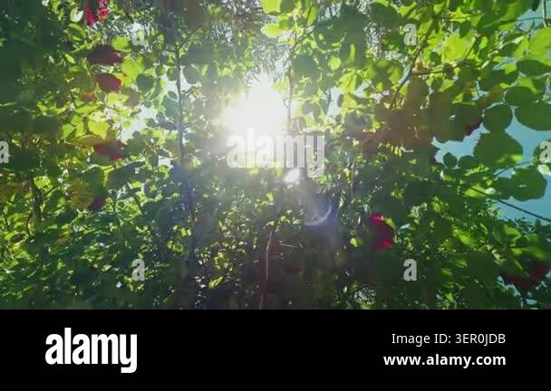 High resolution cinematic shot looking up at red roses blooming in a ...