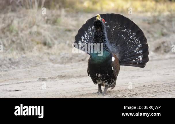 Roadside capercaillie fan display struts across sandy track with full ...