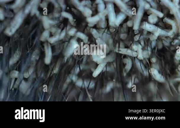 Detailed larvae entangled in coarse hair, veterinary pathologist ...
