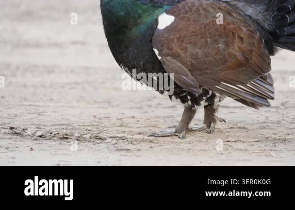 Closeup bird legs on sand, intimate shore foraging study showing ...
