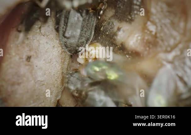 Closeup blowfly probing exposed tooth with iridescent body and ...