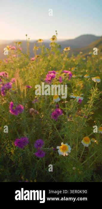 Spring flowers in Sicily on a hill at sunset Stock Video Footage - Alamy