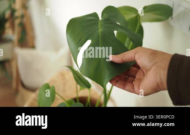 A person touches the large leaf of a Monstera plant at home Stock Video ...