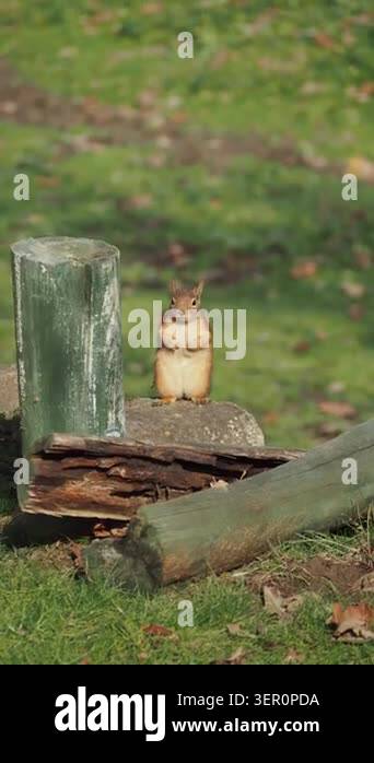 A squirrel stands on a wood pile in a park, looking around Stock Video ...