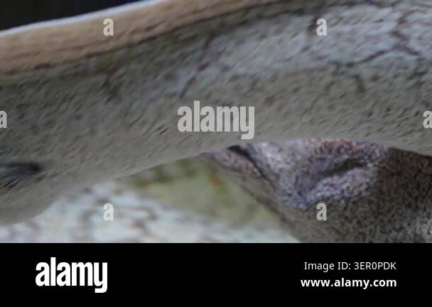 Moray Eels interaction in aquarium water Stock Video Footage - Alamy