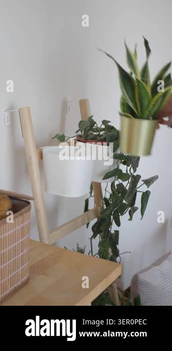 A hand is placing a snake plant in a white pot in a home Stock Video ...
