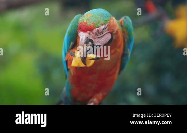 A macaw enjoys a piece of fruit while perched in a garden Stock Video ...