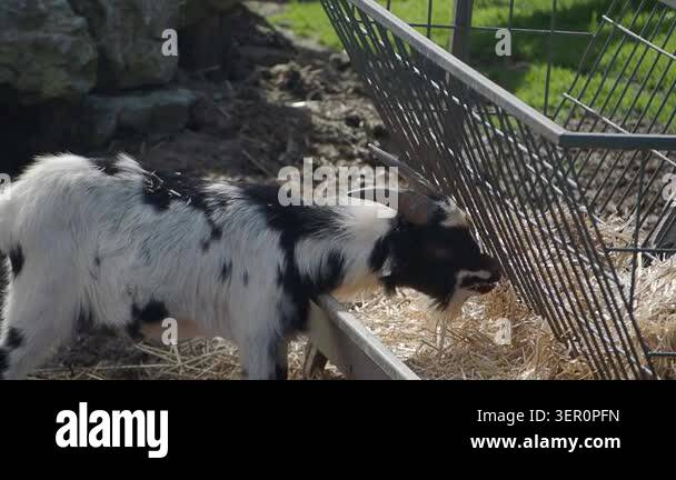 A young goat eats hay from a feeding trough in a farm setting Stock ...