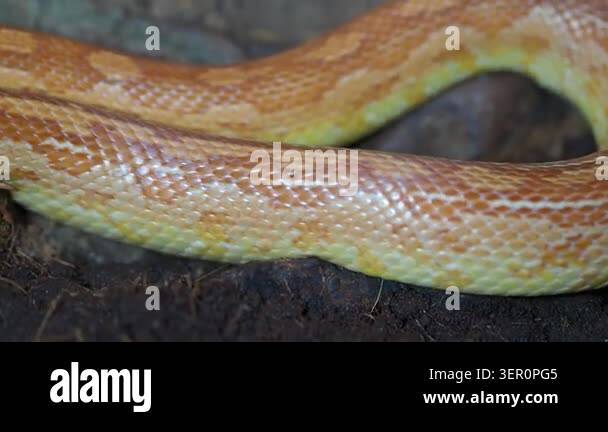 A snake slithers across the ground in a dark place and moves gracefully ...