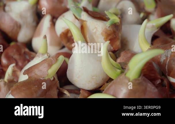 People plant bulbs in soil for home gardens during spring Stock Video ...