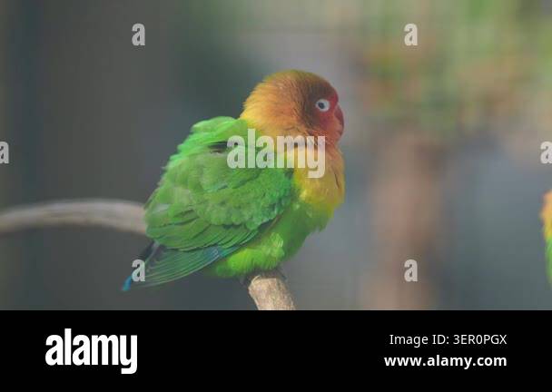 A green and orange bird sits on a branch during the day Stock Video ...