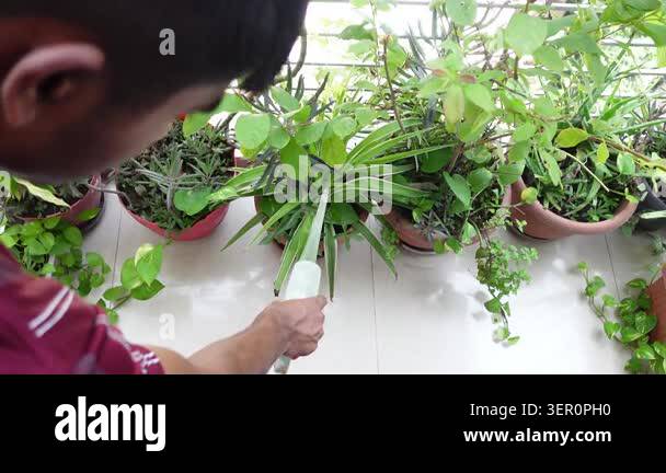 A person waters potted plants on a balcony during daylight Stock Video ...