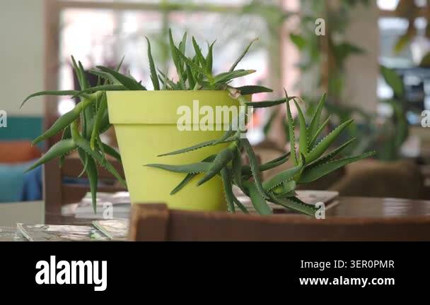 The aloe vera plant sits in a green pot on a table in a cafe Stock ...