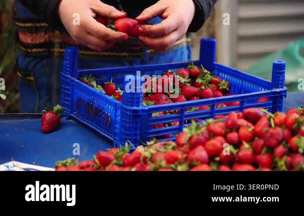 People are picking strawberries and placing them in blue crates Stock ...