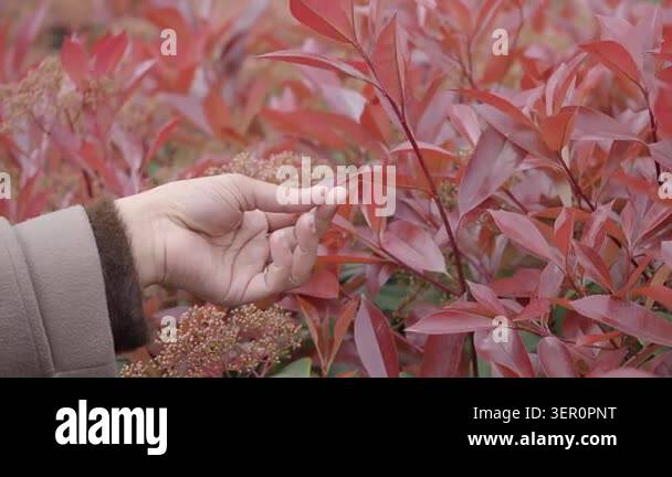 A hand reaches out to touch red leaves in a garden setting Stock Video ...