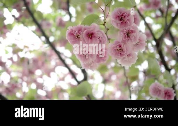 Flowers bloom on tree branches during spring in a bright park Stock ...