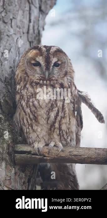 An owl sits quietly on a branch in a forest. Its feathers blend with ...