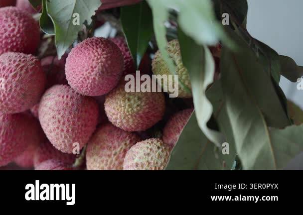 Lychee fruits grow on branches with green leaves around them Stock ...