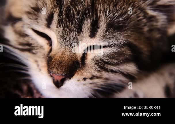 small kitten is sleeping.Sleeping gray kitten resting peacefully in ...