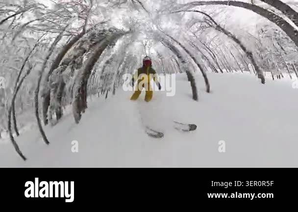 Skier navigates steep snowy terrain through dense birch forest with ...