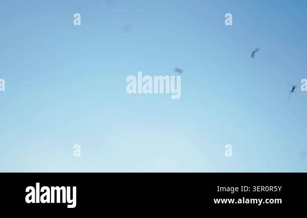A swarm of insects. Flying insects. Chaotic, rapid movement of insects ...