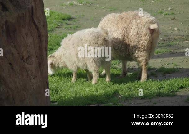 Two sheep are eating grass in a green area close to a tree Stock Video ...